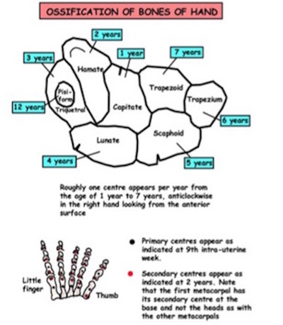 The Treatment of the Pediatric Hand Patient: Part I - Article 2974