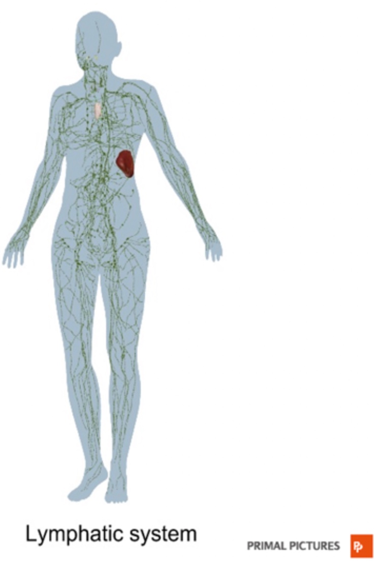 Lymphatic System Unlabeled Women's Body And Lymphatic Illustration...